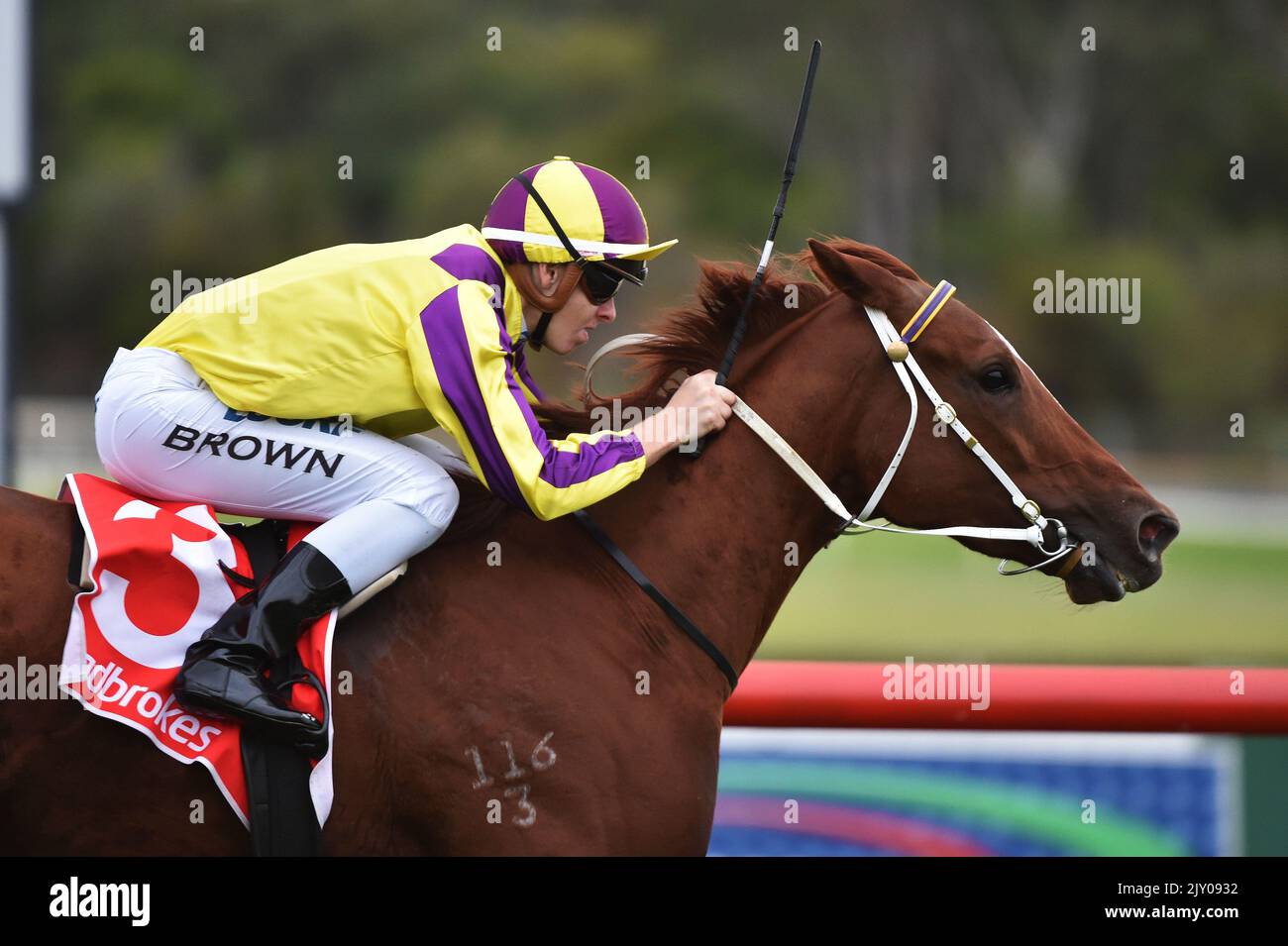 Jockey Ethan Brown rides Maddison Avenue to victory in race 5, the Le ...