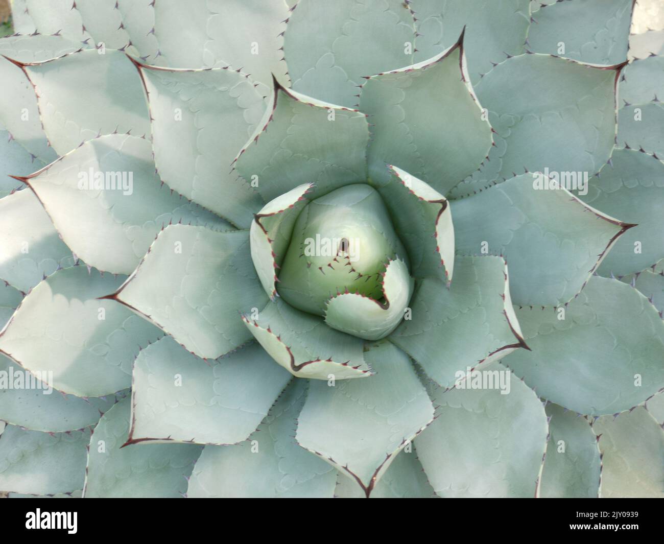 Agave rosette hi-res stock photography and images - Alamy