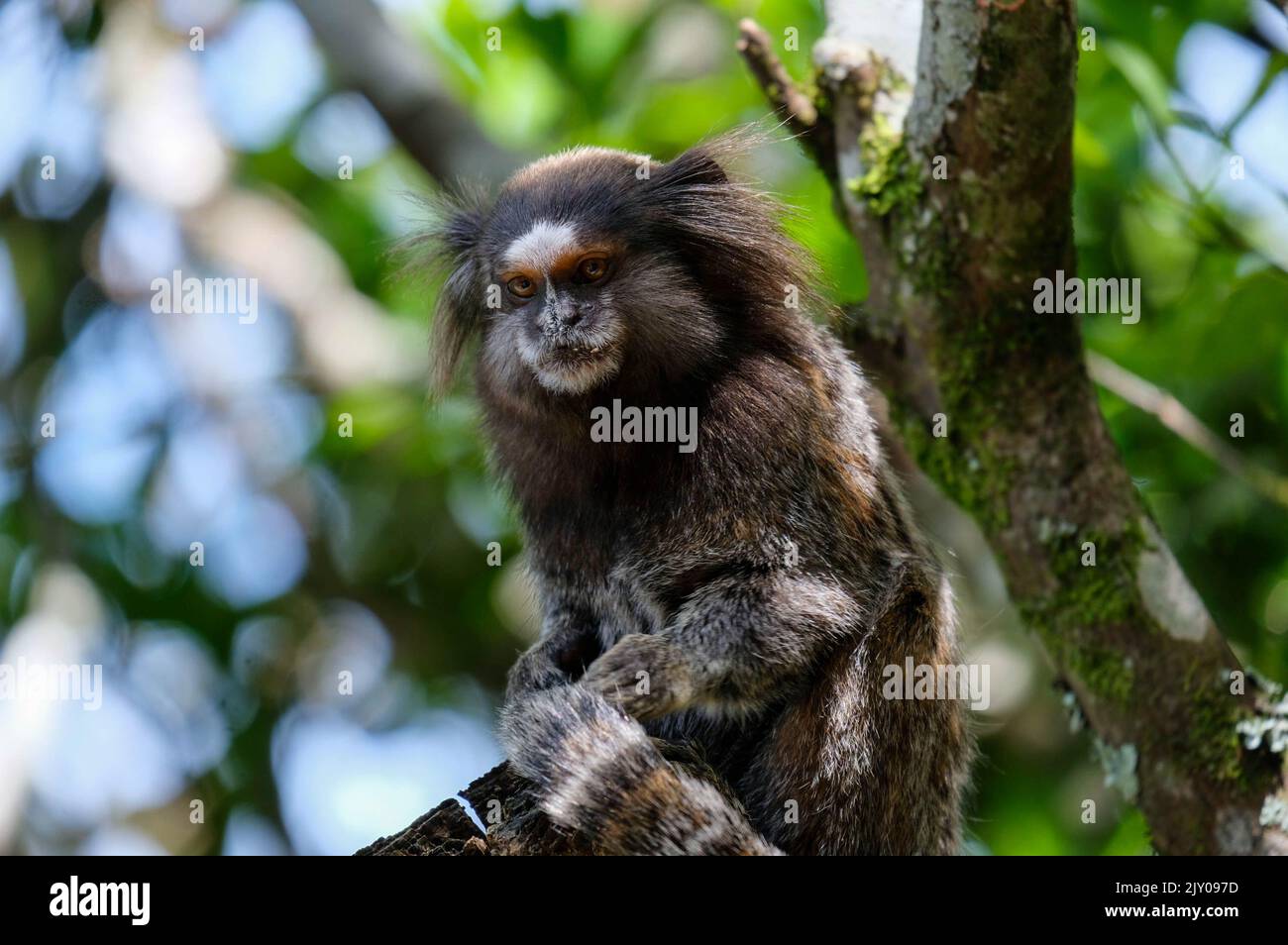 Monkey in rio de janeiro hi-res stock photography and images - Alamy