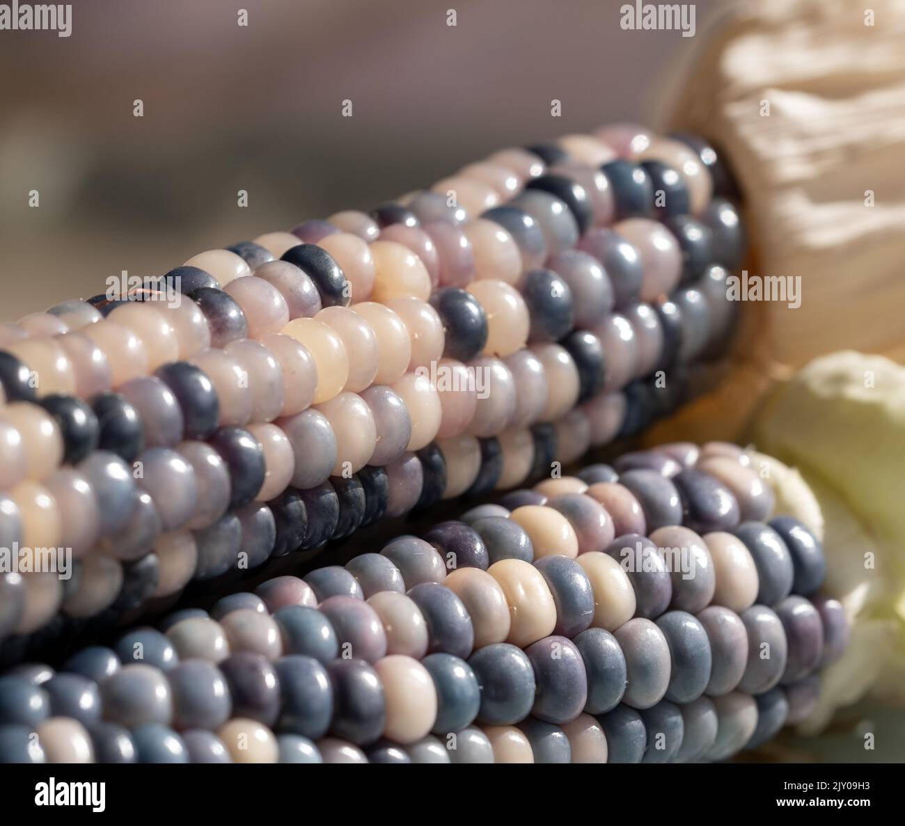 Calico corn hi-res stock photography and images - Alamy