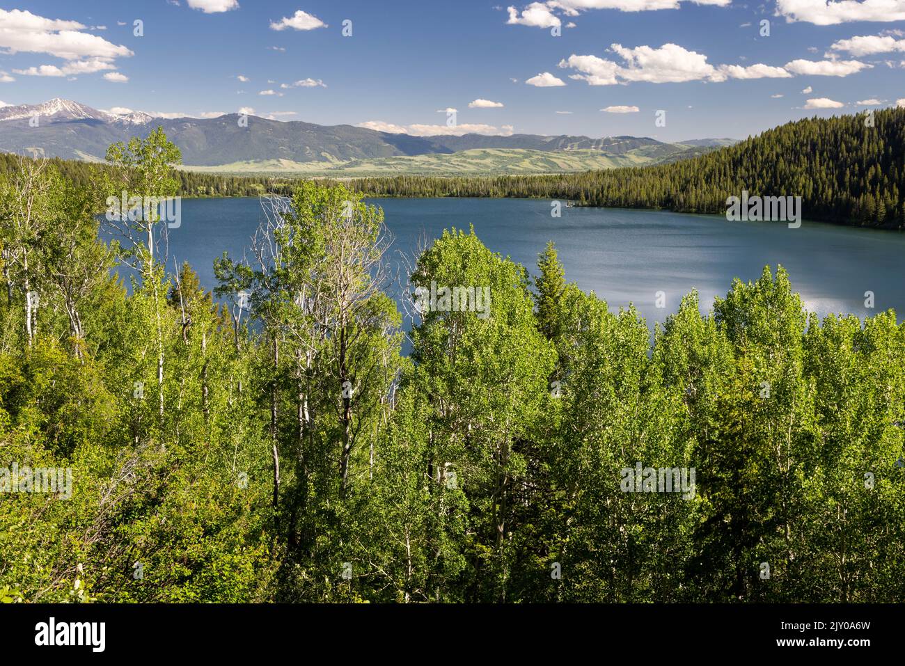 Phelps Lake stretching out beyond a large aspen tree grove. Grand Teton ...