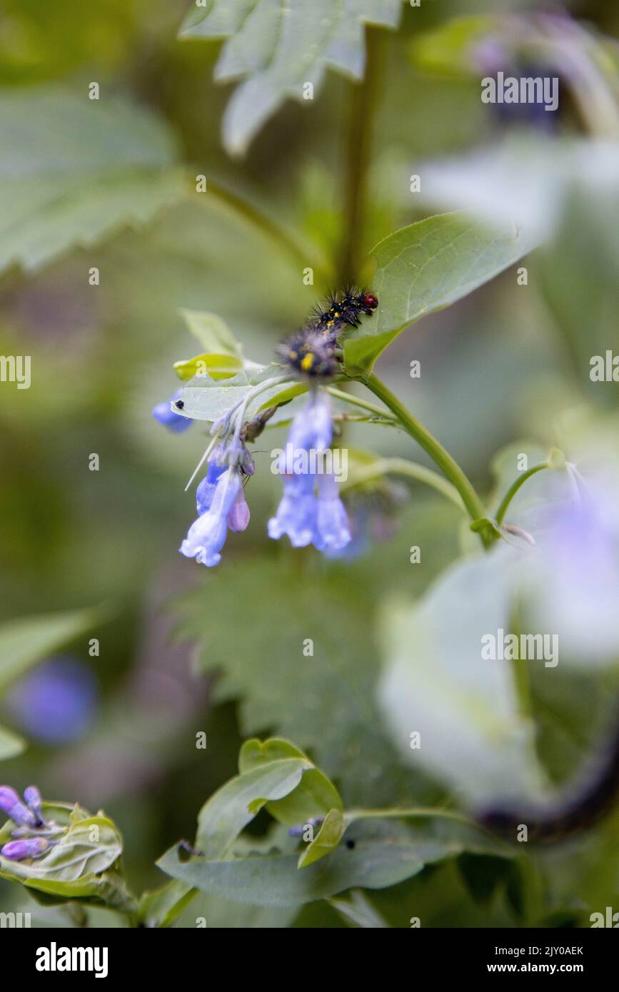 A catepillar wandering around a streamside bluebell wildflower plant ...