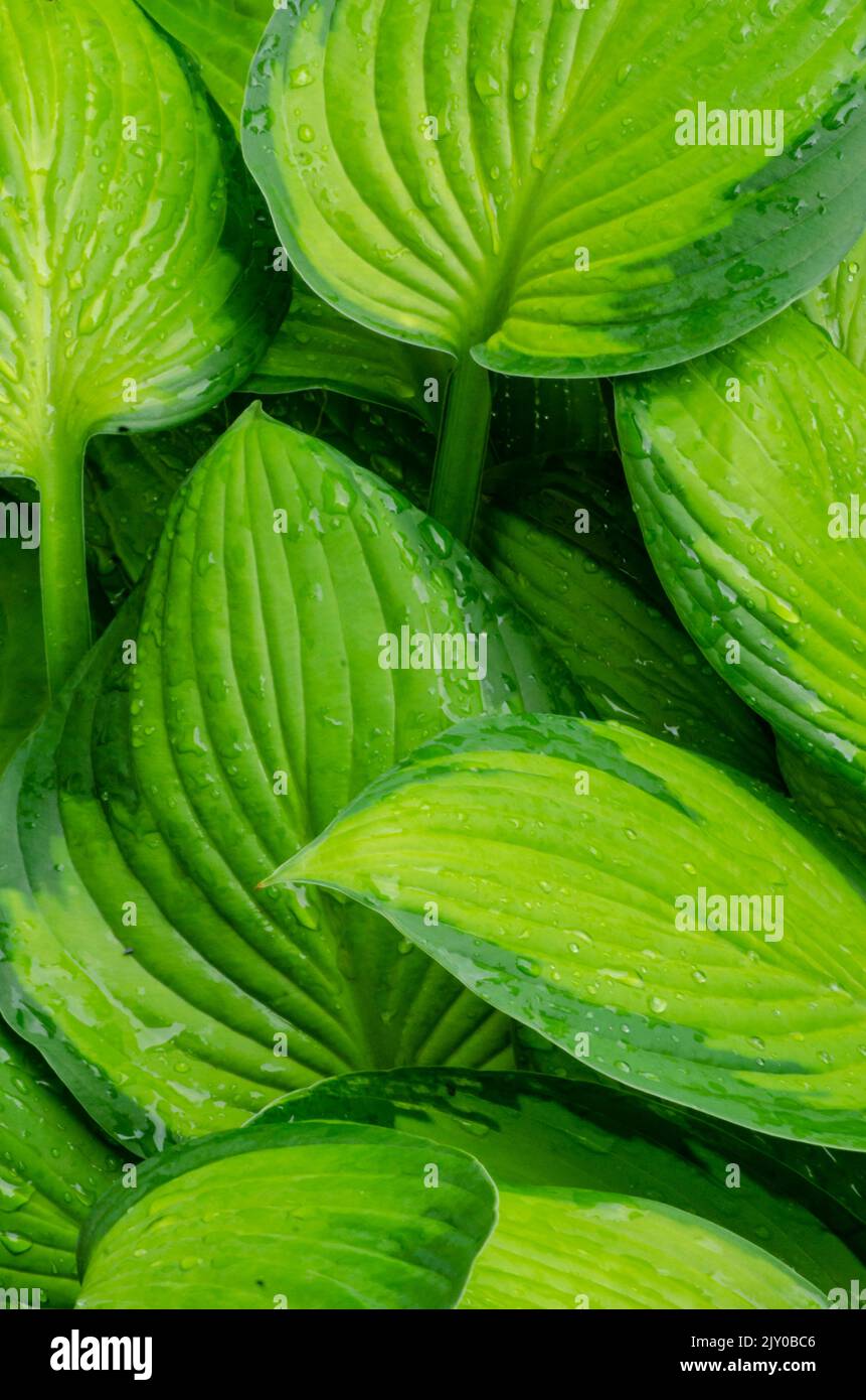 Hybrid hosta hi-res stock photography and images - Alamy
