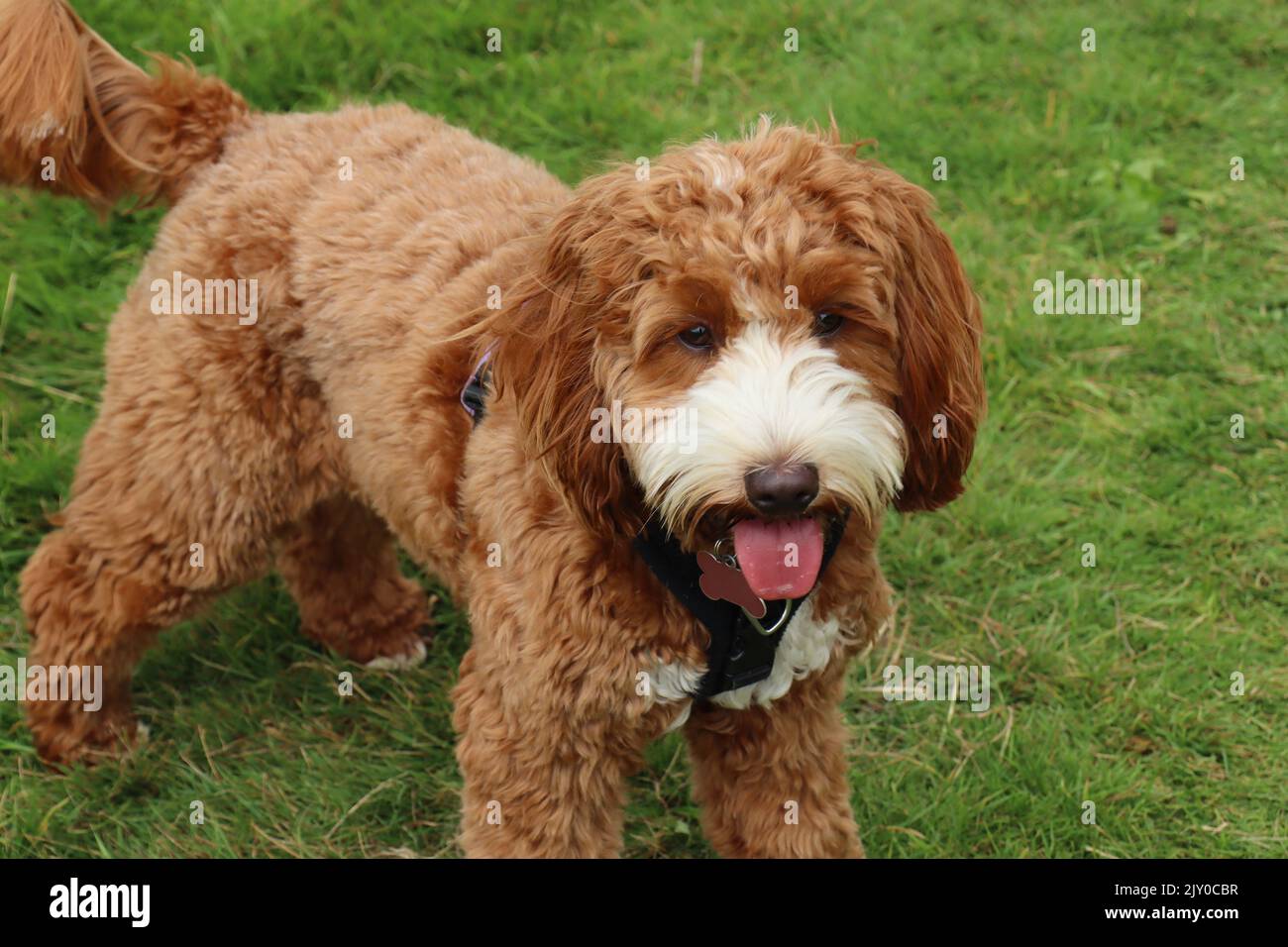 A brown and white cockapoo waits on the grass with her tongue out Stock ...