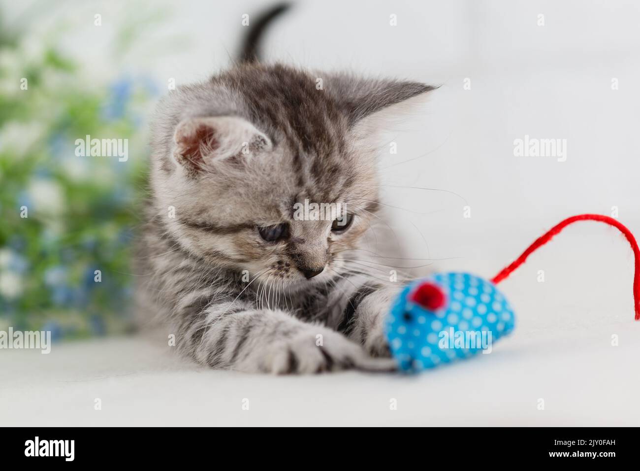 White fluffy kittens having fun hi-res stock photography and images - Alamy