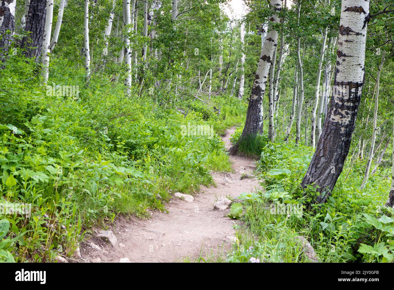 Phelps lake overlook trail hi-res stock photography and images - Alamy