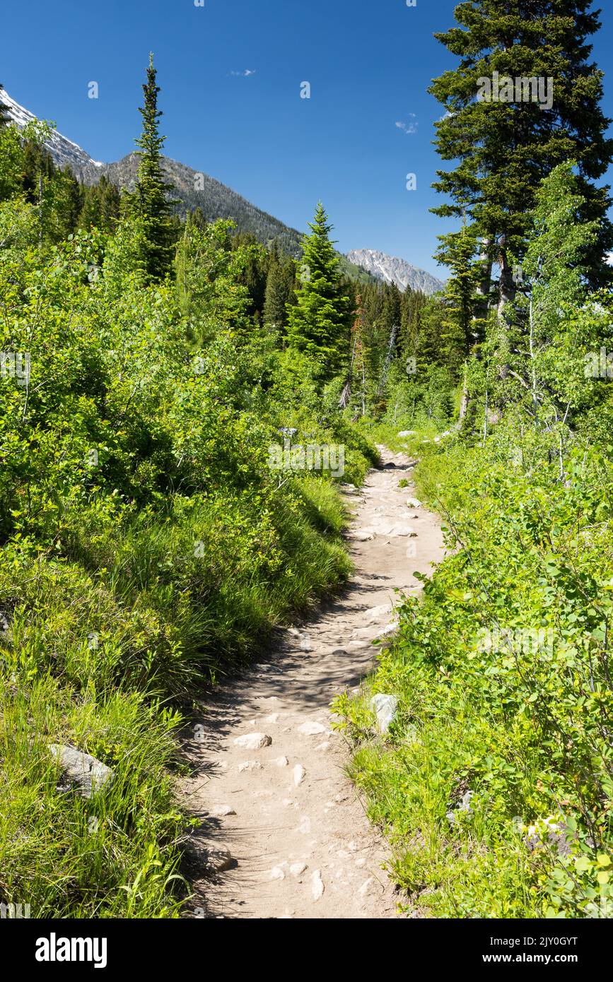 The String Lake Loop twisting through evergreen and aspen trees below ...
