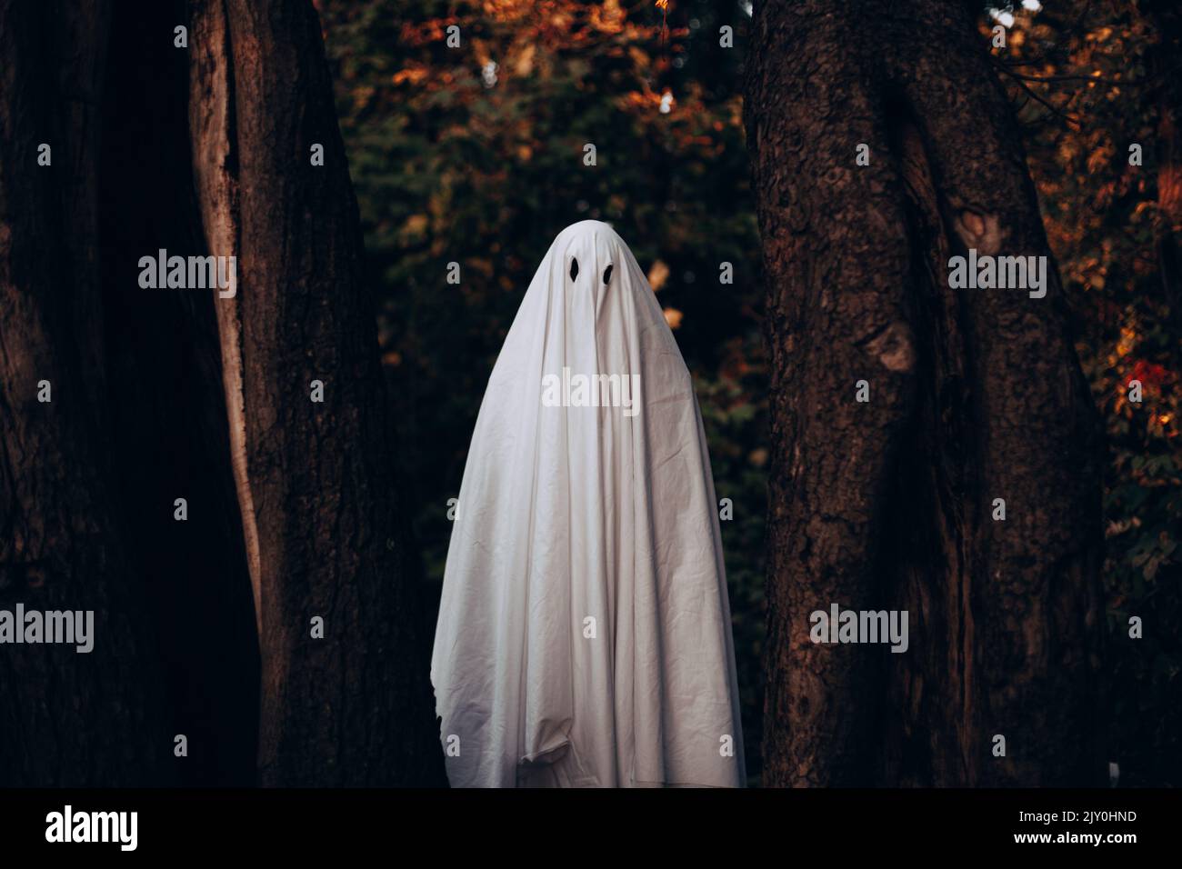 Scary looking trees hi-res stock photography and images - Alamy