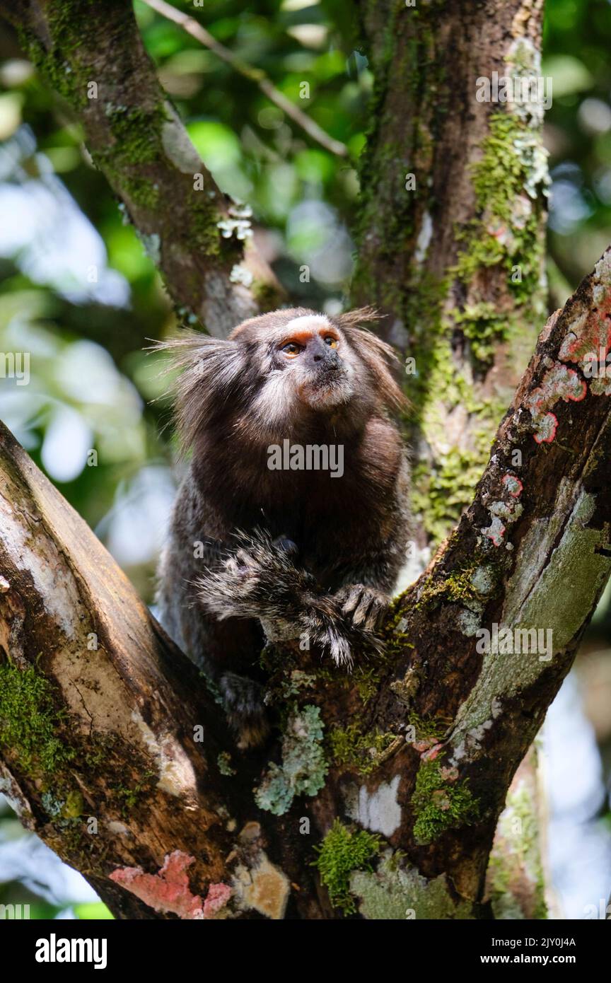 Animal attractions hi-res stock photography and images - Alamy