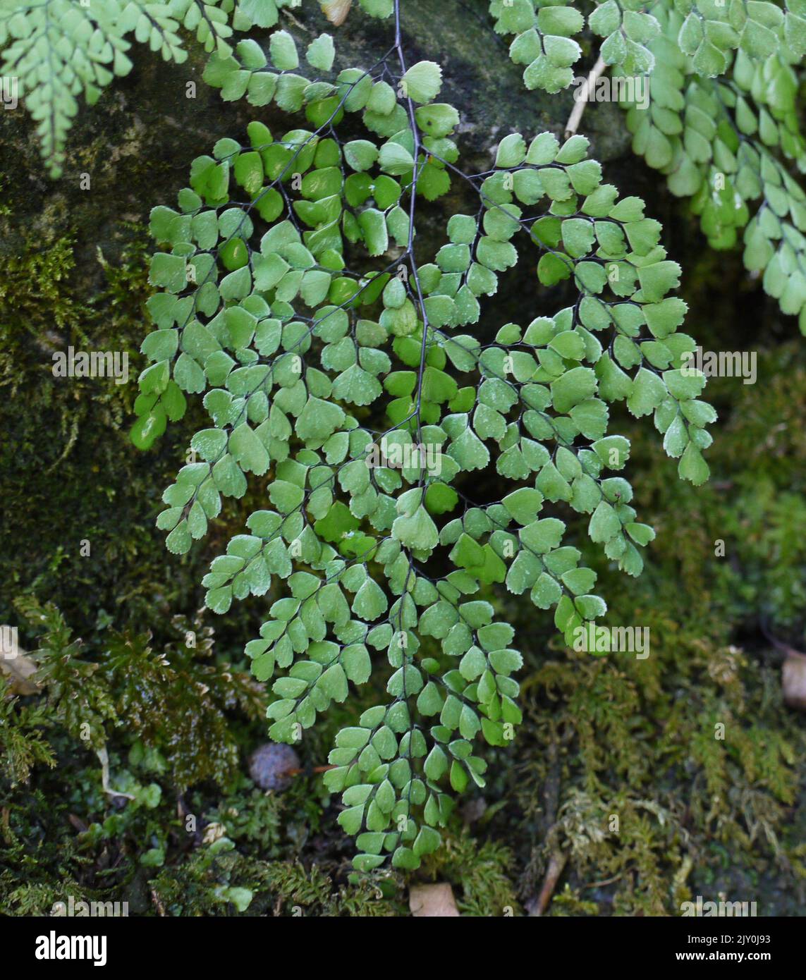Adiantum aethiopicum infront of moss - Frauenhaar Stock Photo - Alamy