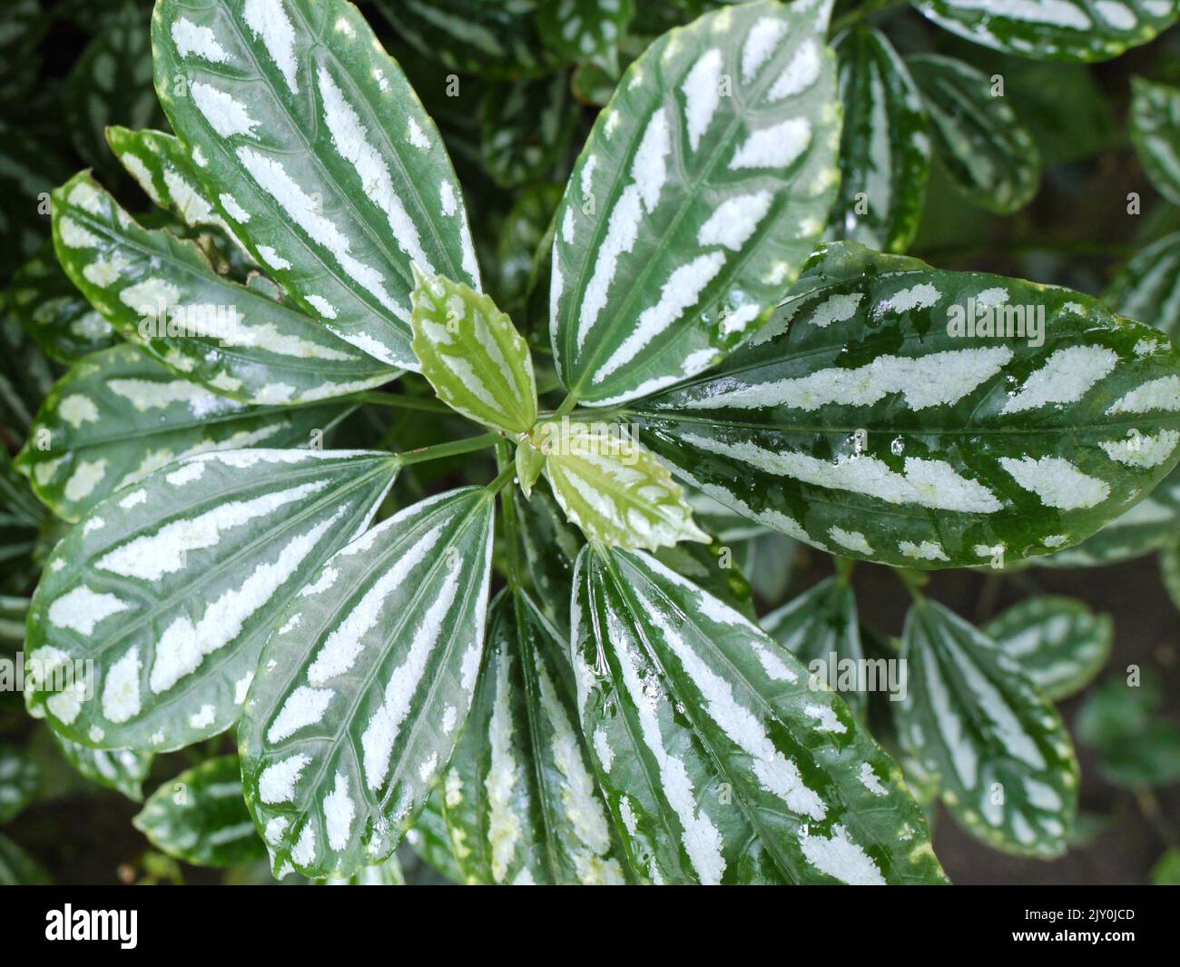 Multicolor plant hi-res stock photography and images - Alamy