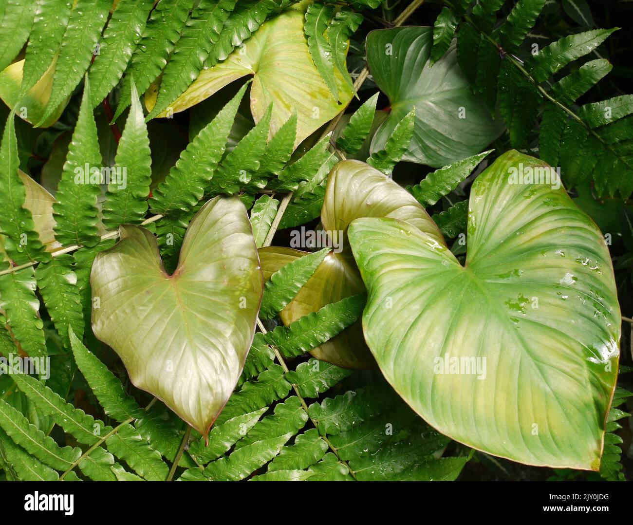 Blatt Herzformig Gezackt