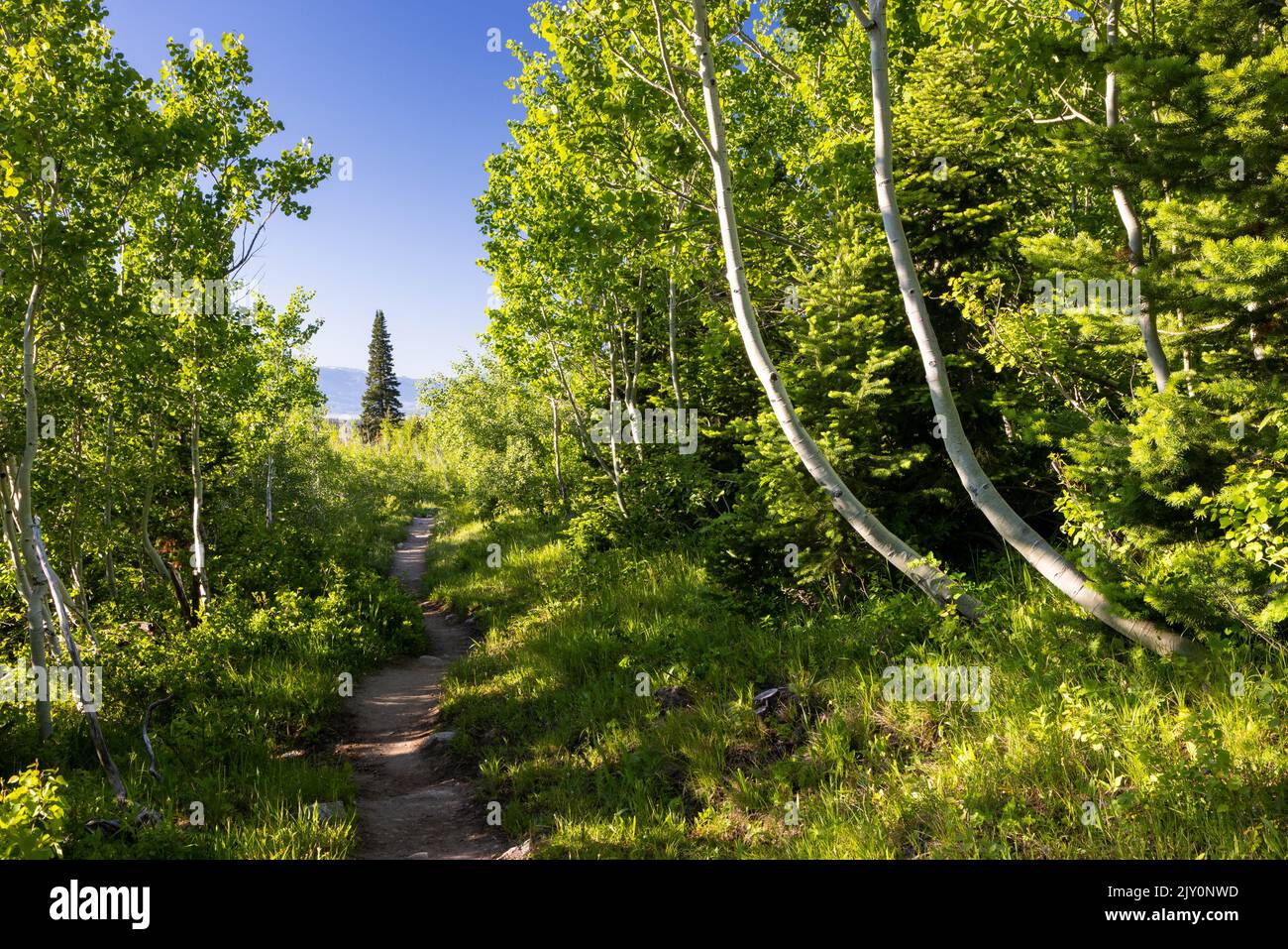 The String Lake Loop trail cutting through a large aspen grove. Grand ...