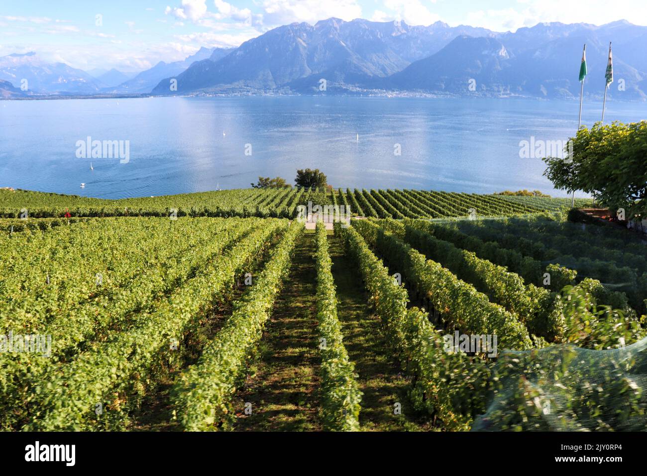 Lavaux vineyards on terraces, UNESCO World Heritage Site, Lake Geneva ...