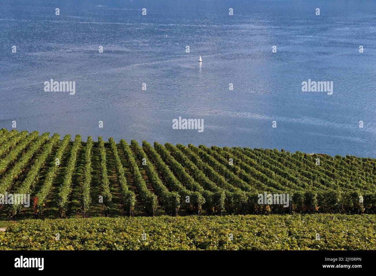 Lavaux vineyards on terraces, UNESCO World Heritage Site, Lake Geneva ...