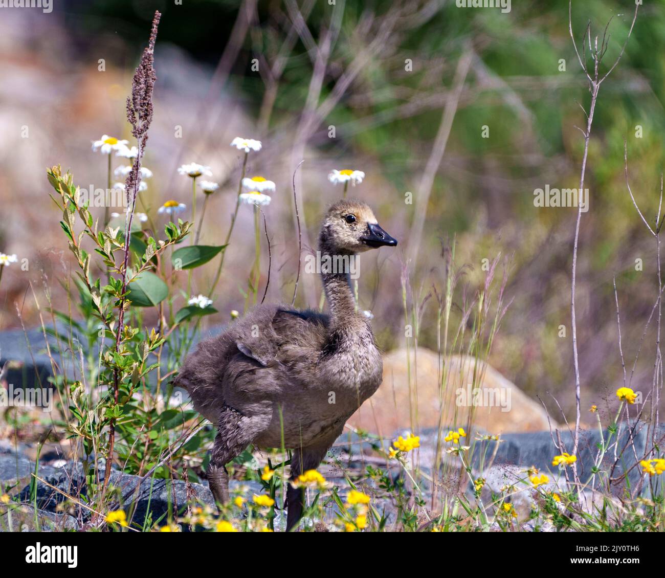 Juvenile Canadian Goose walking in the field with wild flowers and ...