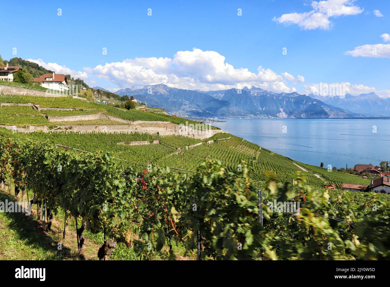 Lavaux vineyards on terraces, UNESCO World Heritage Site, Lake Geneva ...