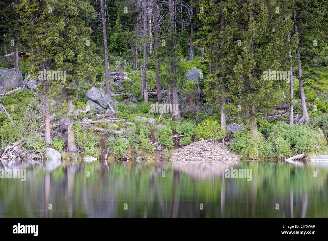 A beaver lodge standing along the shores of Trapper Lake. Grand Teton ...