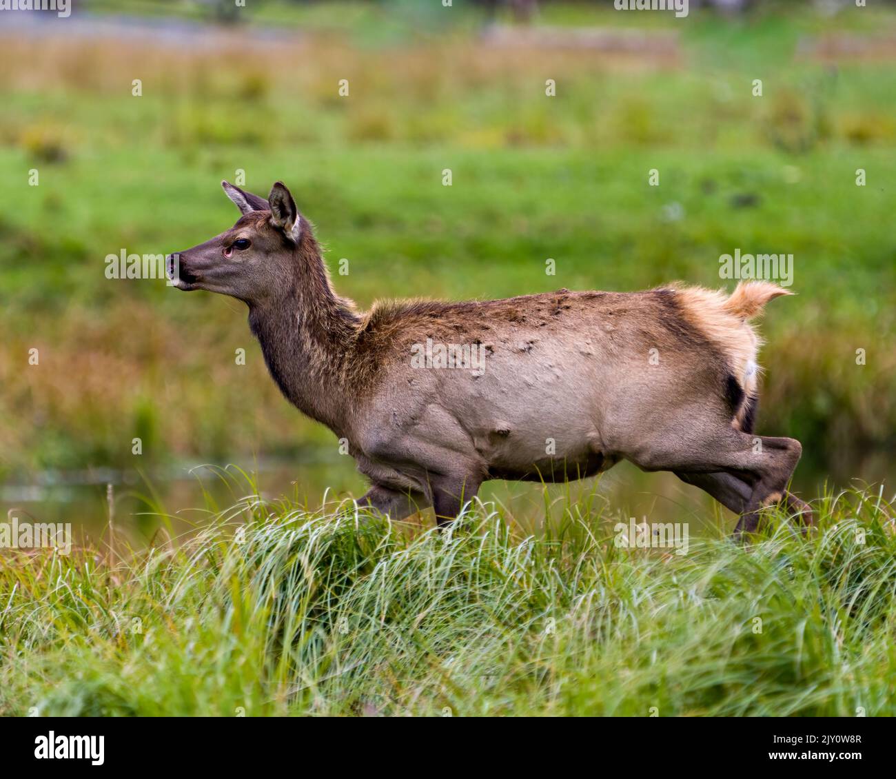 Elk young animal close-up profile side view with a blur background ...