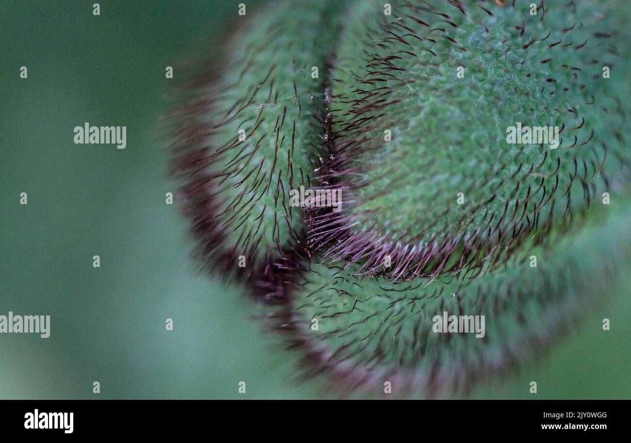 Poppy bud before it blooms. A large bud of an ornamental poppy in close ...