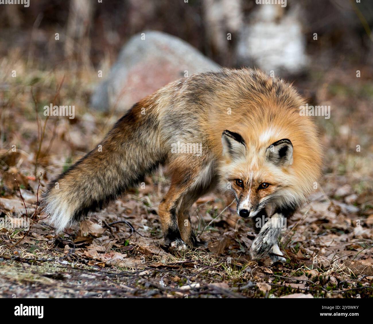 Red unique fox close-up profile side view in the spring season in its ...