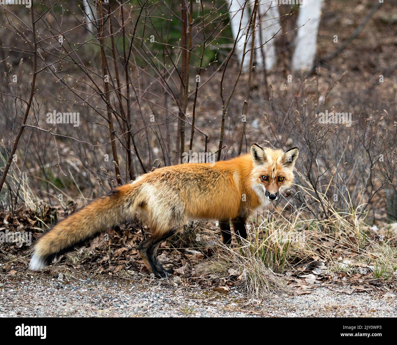 Red Fox close-up profile side view in the spring season with blur ...