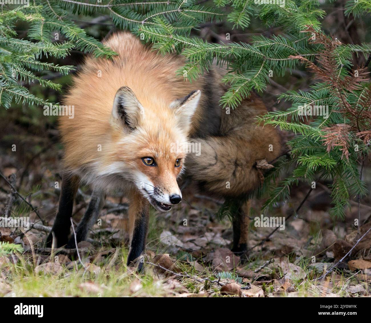 Red Fox head close profile view between spruce needle tree branches in ...