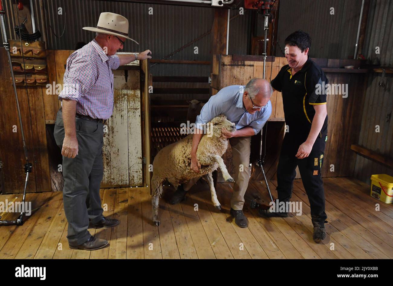 Prime Minister Scott Morrison brings out a sheep to shorn sheep in a ...