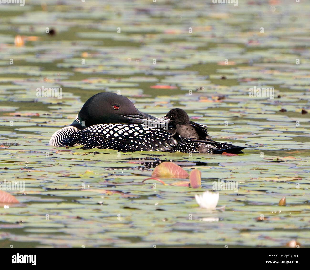 Common Loon and baby chick loon riding on parent's back and celebrating ...