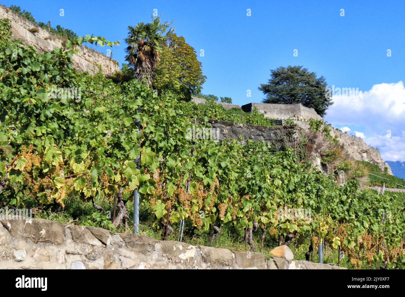 Lavaux vineyards on terraces, UNESCO World Heritage Site, Lake Geneva ...