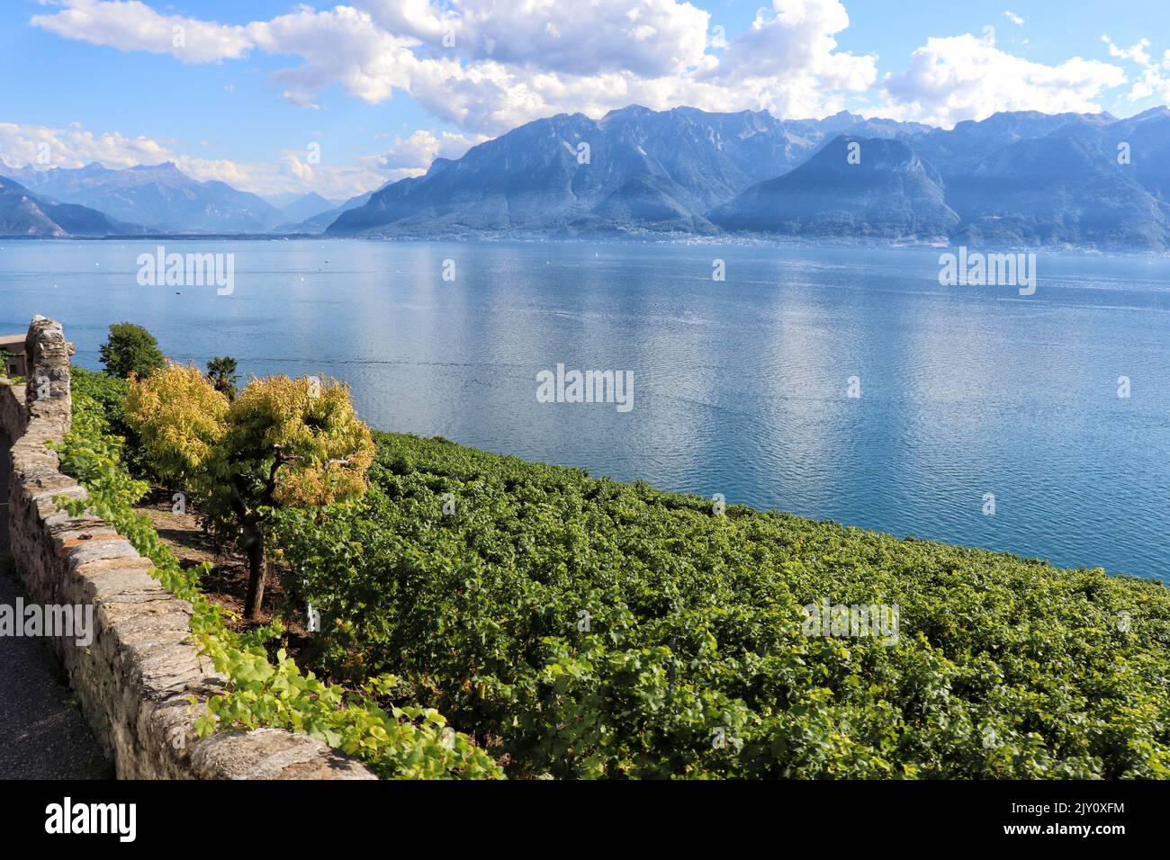 Lavaux vineyards on terraces, UNESCO World Heritage Site, Lake Geneva ...