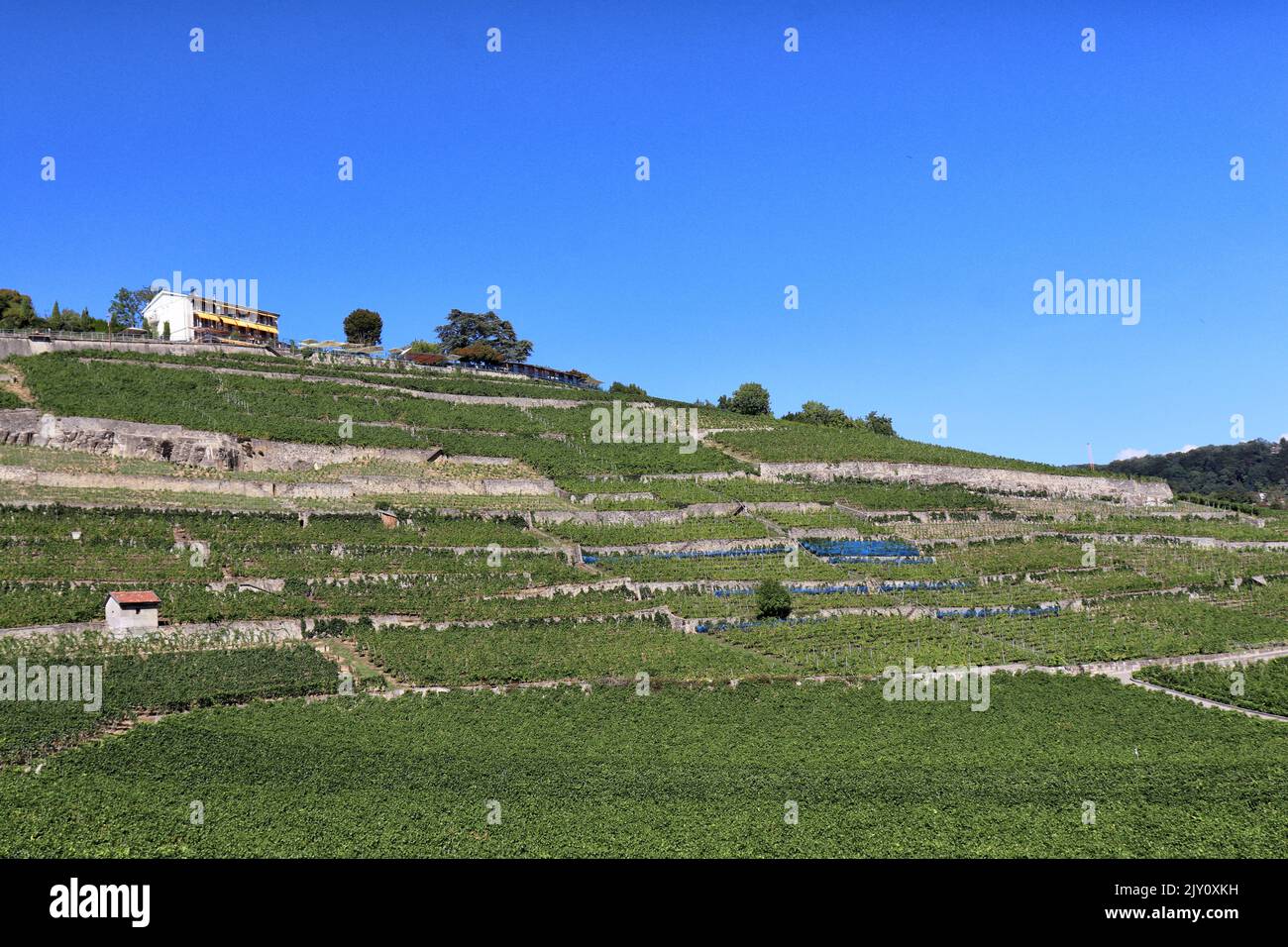Lavaux vineyards on terraces, UNESCO World Heritage Site, Lake Geneva ...