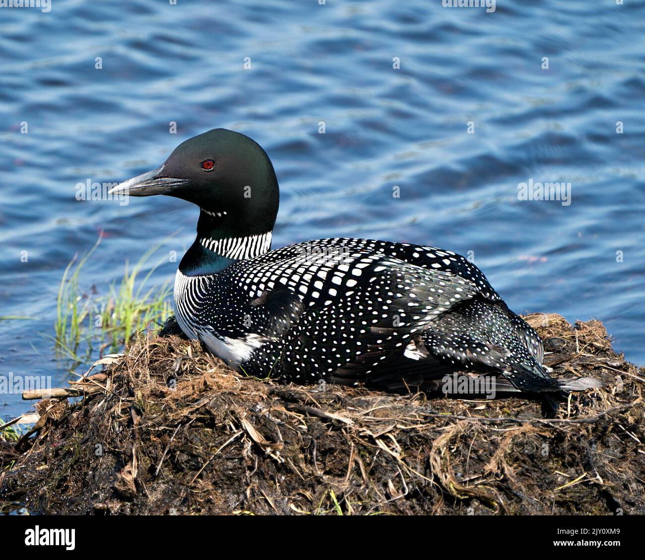 Common Loon nesting and guarding the nest by the lake shore in its ...