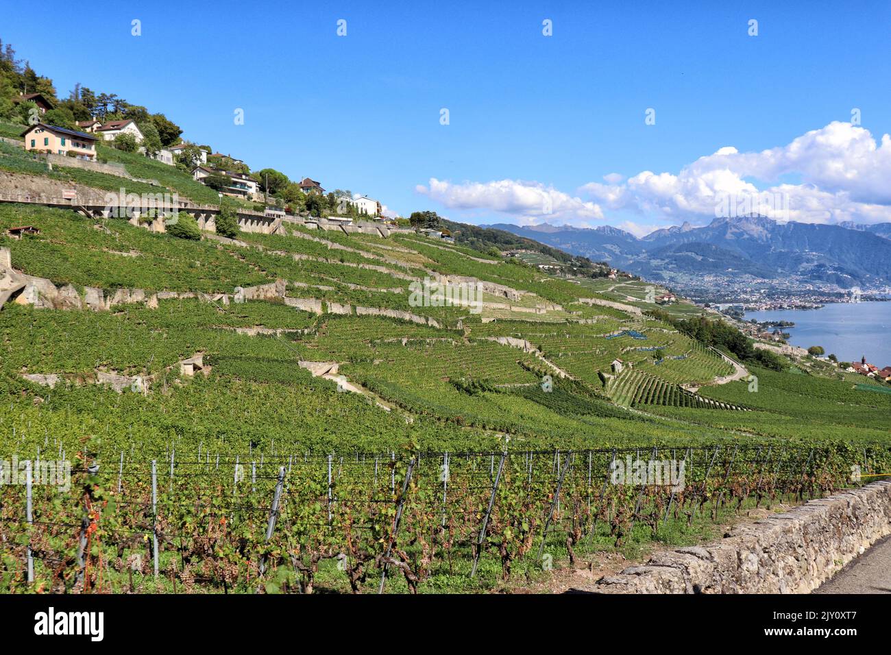 Lavaux vineyards on terraces, UNESCO World Heritage Site, Lake Geneva ...