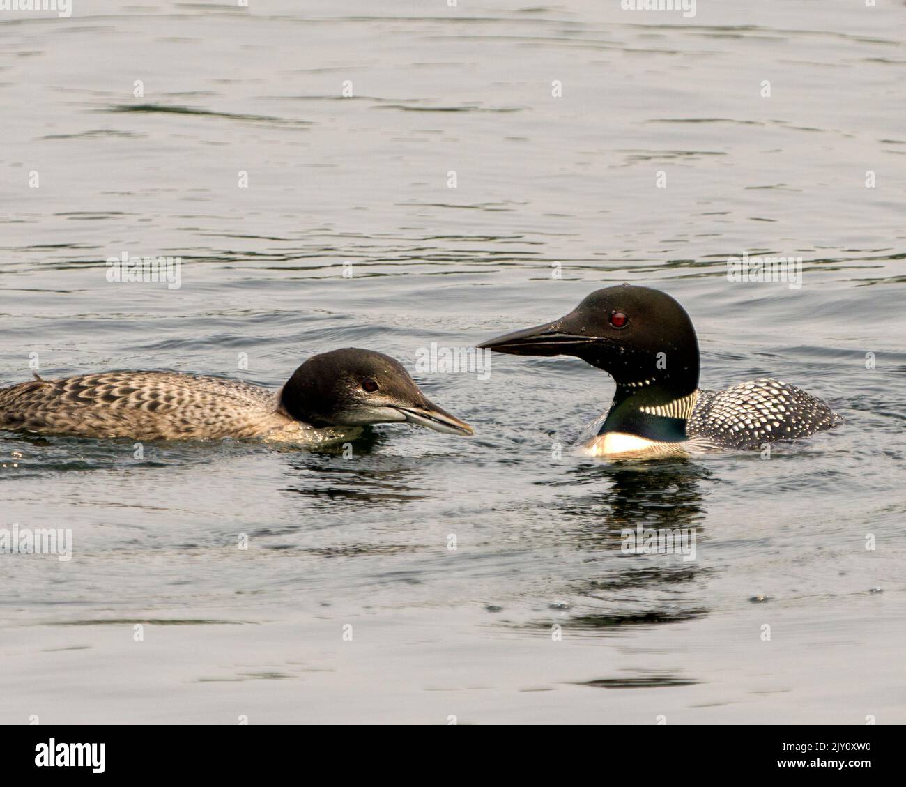 Common loon with young immature baby loon swimming in their environment ...