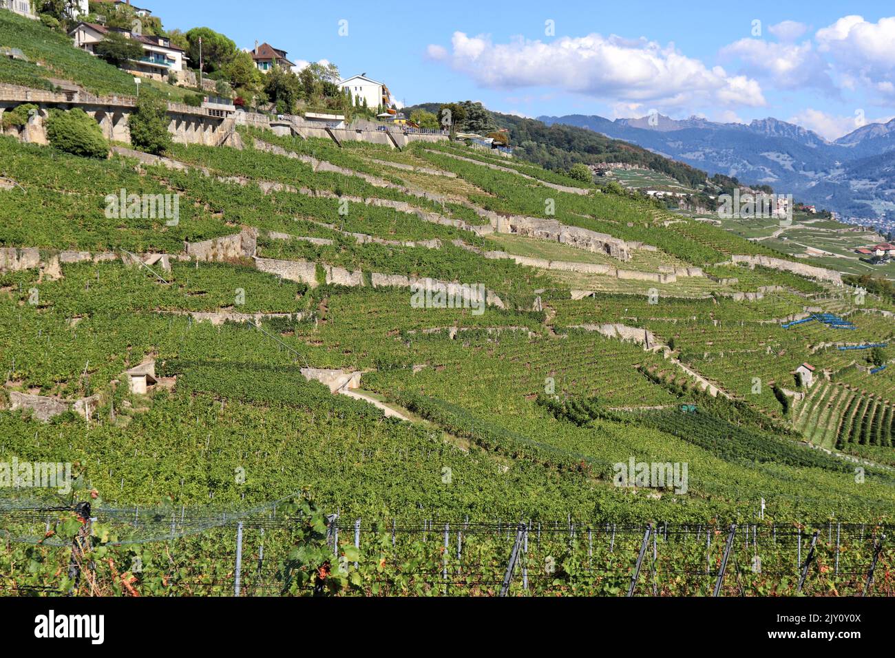 Lavaux vineyards on terraces, UNESCO World Heritage Site, Lake Geneva ...