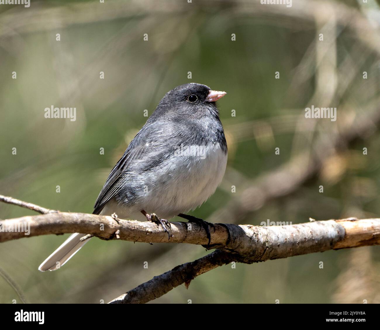 Junco bird perched on a branch displaying grey feather plumage, head ...
