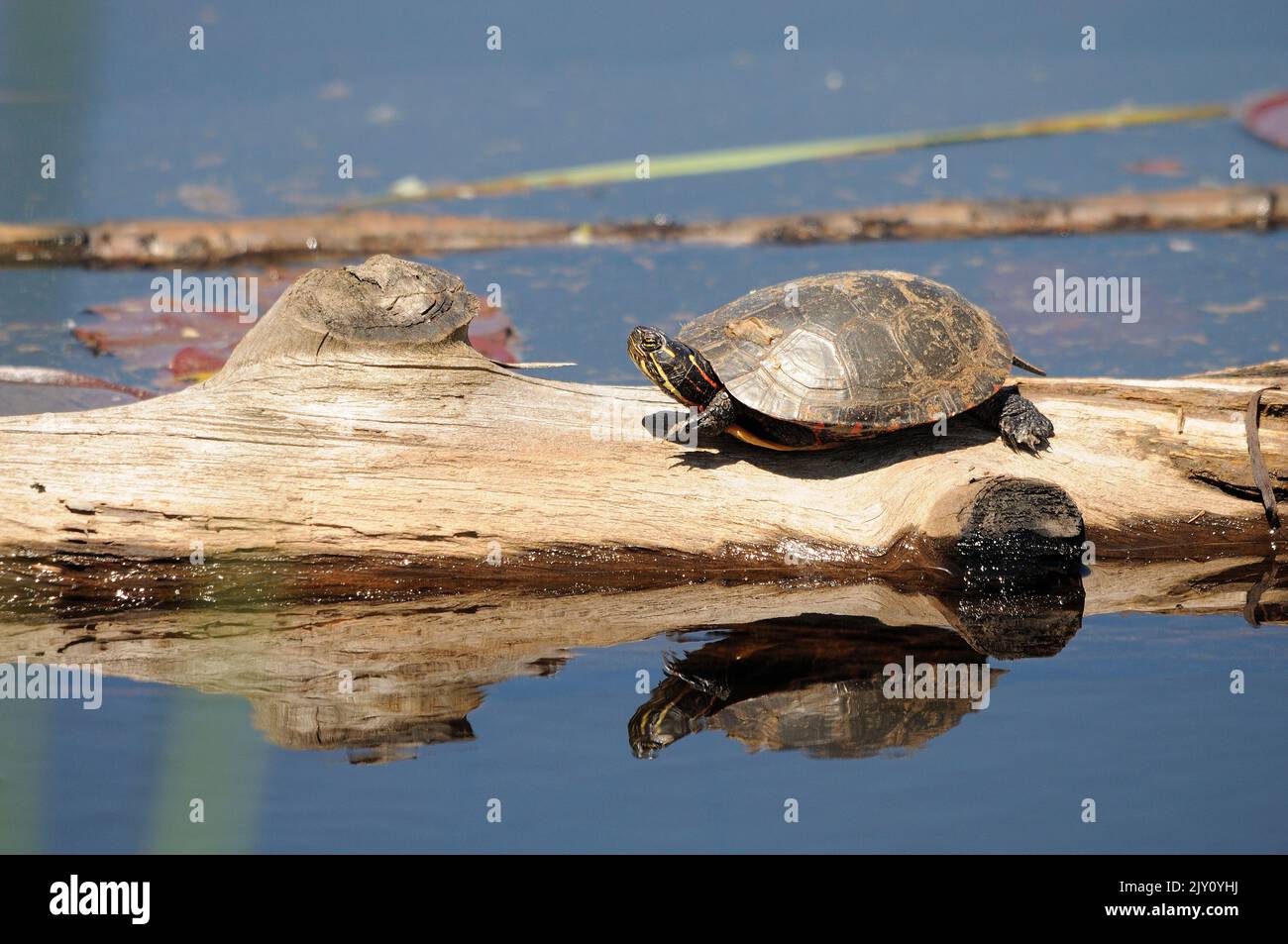 Painted Turtle resting on a log with lily water pads and turtle ...