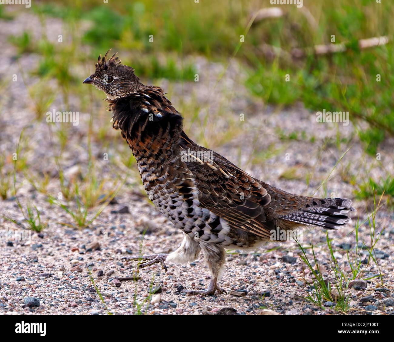Partridge male ruffed grouse struts mating plumage in the forest with a ...
