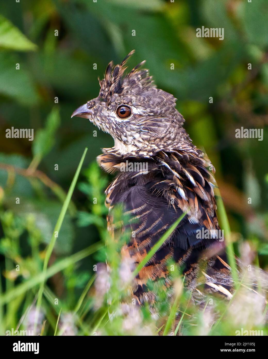 Partridge close-up head shot side view with a blur green foliage ...