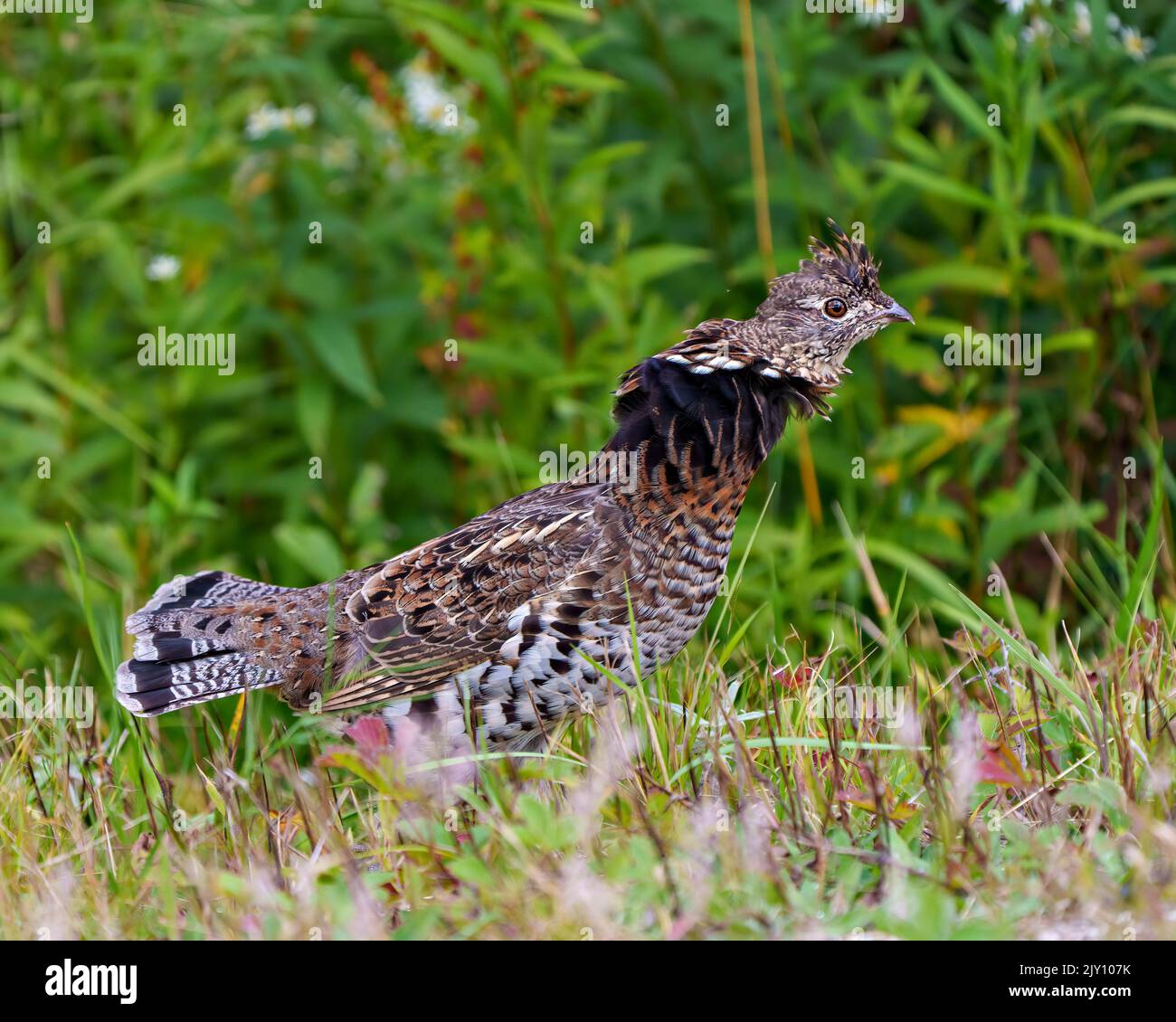 Partridge male ruffed grouse struts mating plumage in the forest with a ...