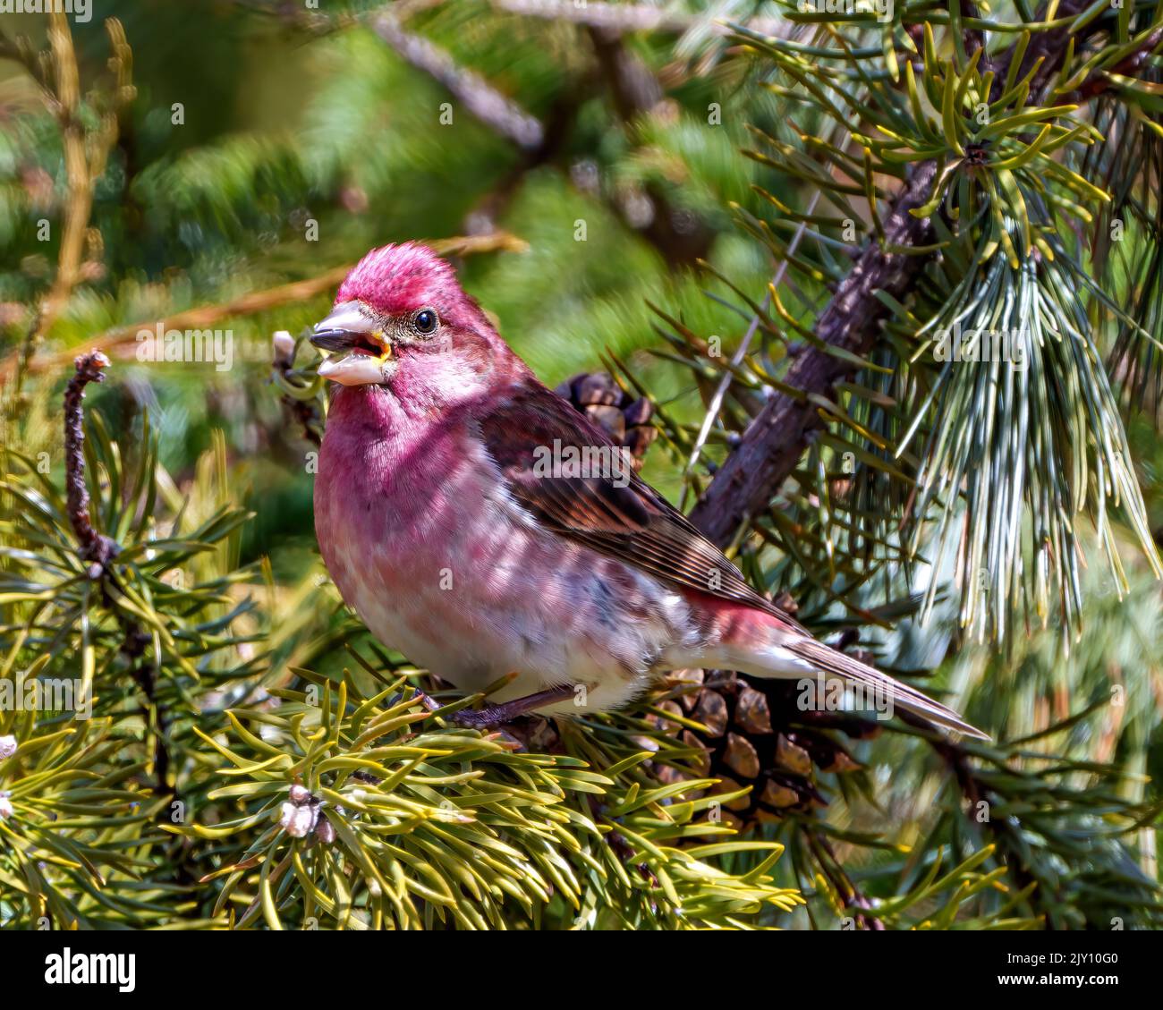 Finch male close-up profile view, perched on a branch pine tree ...