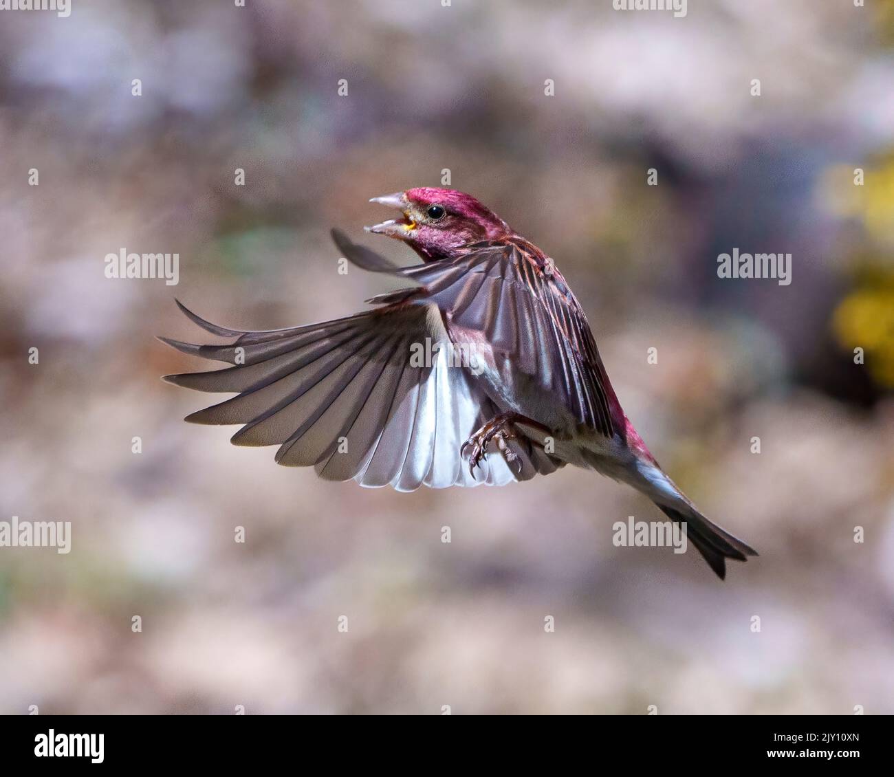 Finch male flying with its beautiful red colour spread wings with a ...