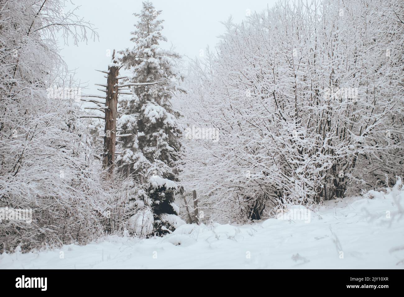 Forest covered with snow in Slovakia, Eastern Europe. Winter season in ...