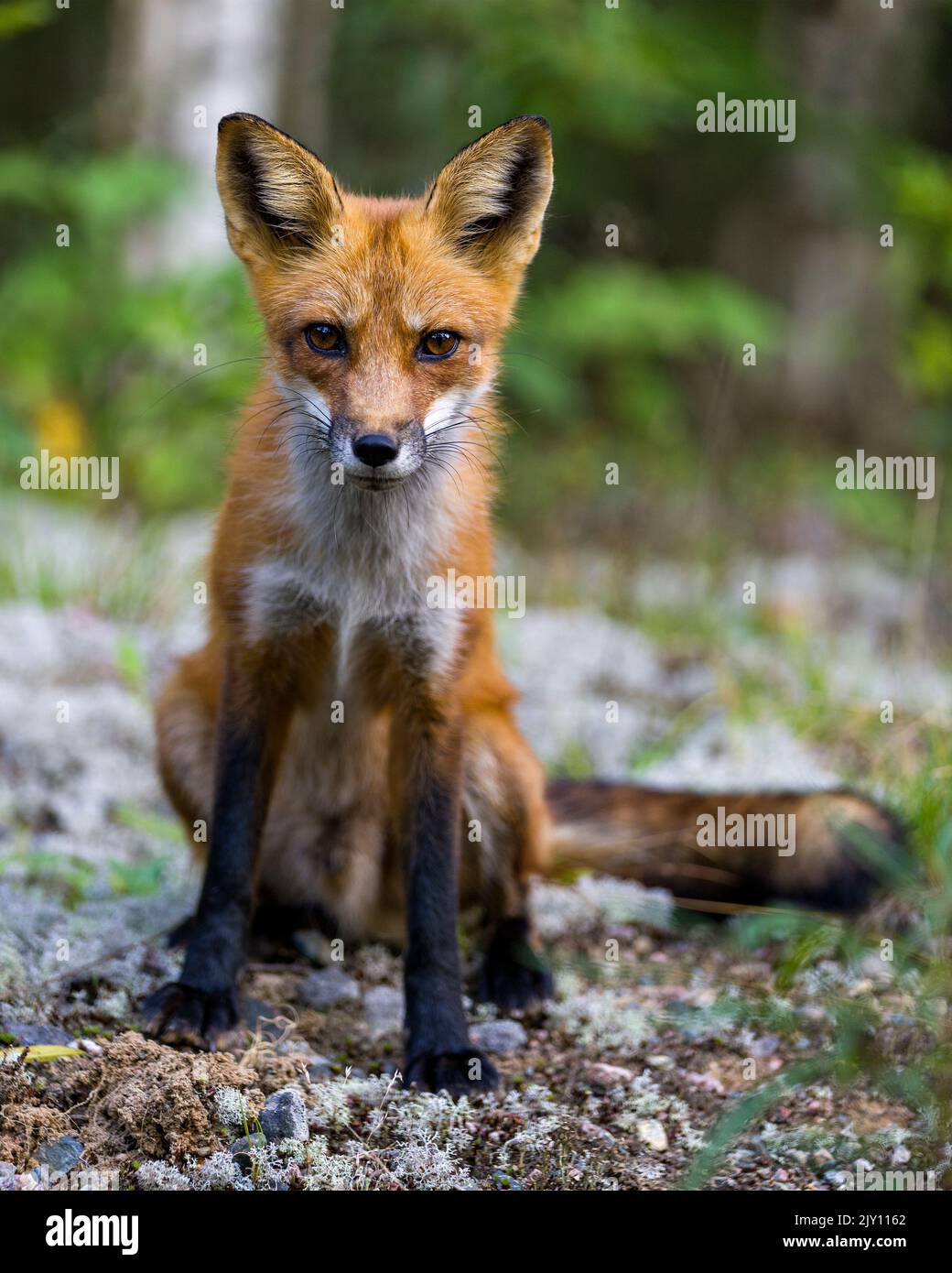 Red Fox close-up profile view sitting and looking at camera with blur ...