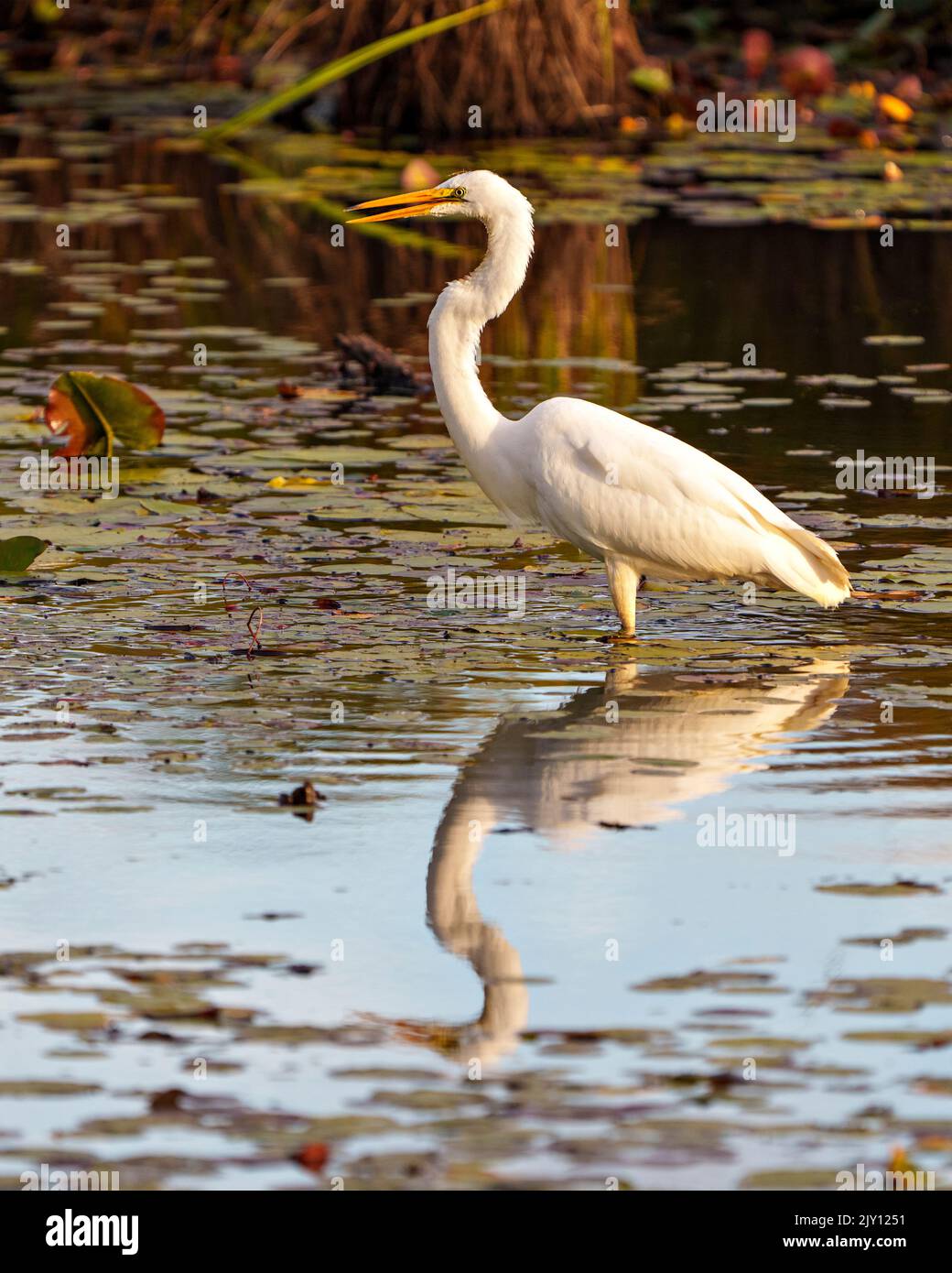 Great White Egret close-up profile side view in shallow water with ...