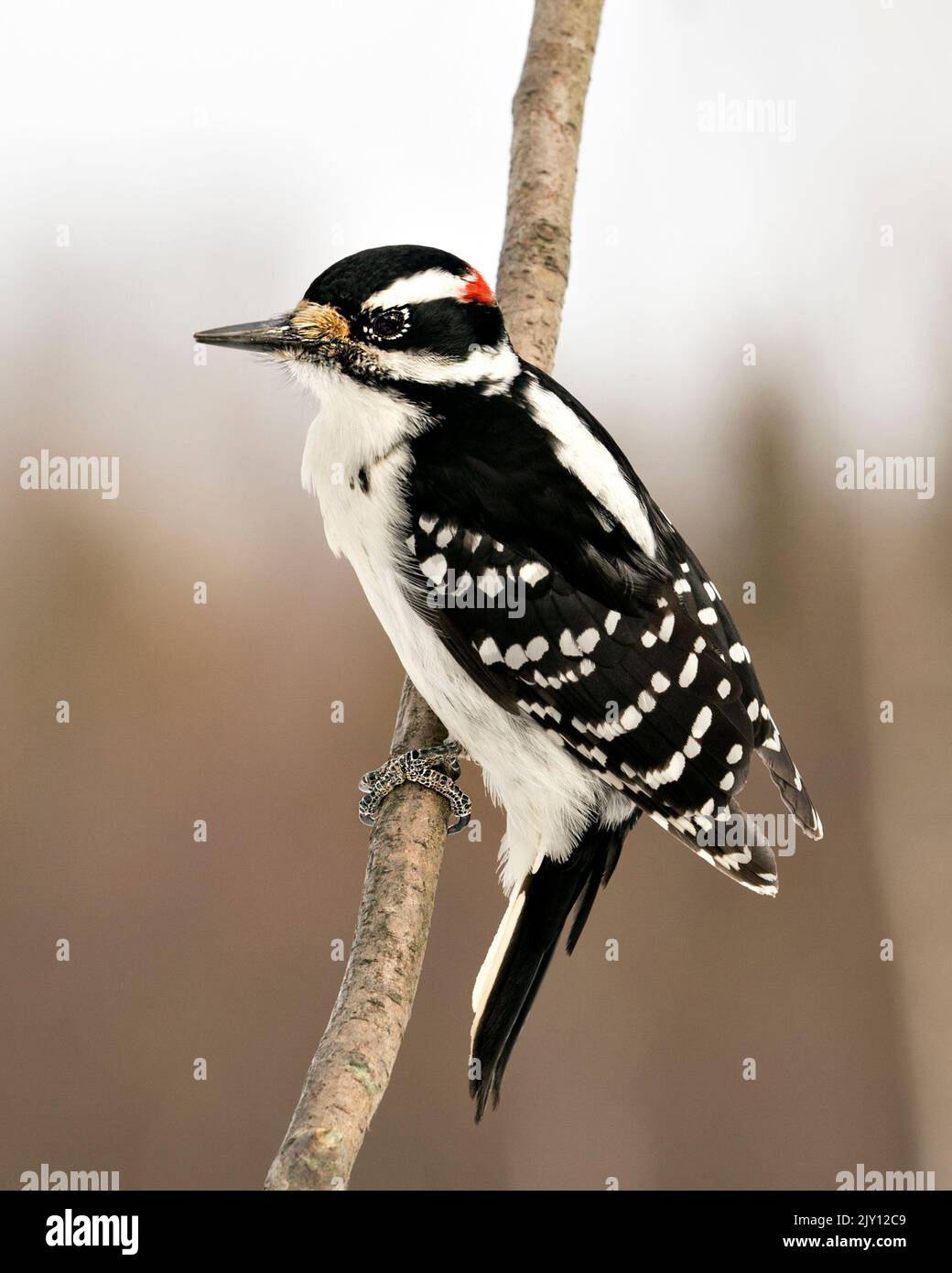 Woodpecker close-up profile view perched on a tree branch with blur ...