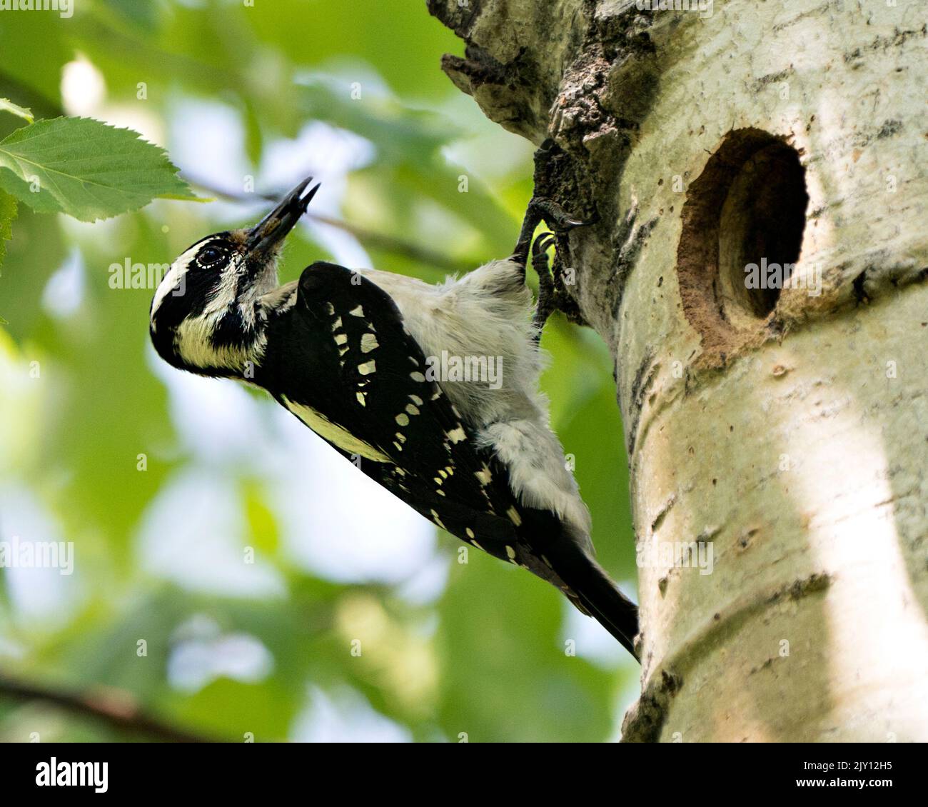 Woodpecker perched by its nest house inside tree trunk in its ...