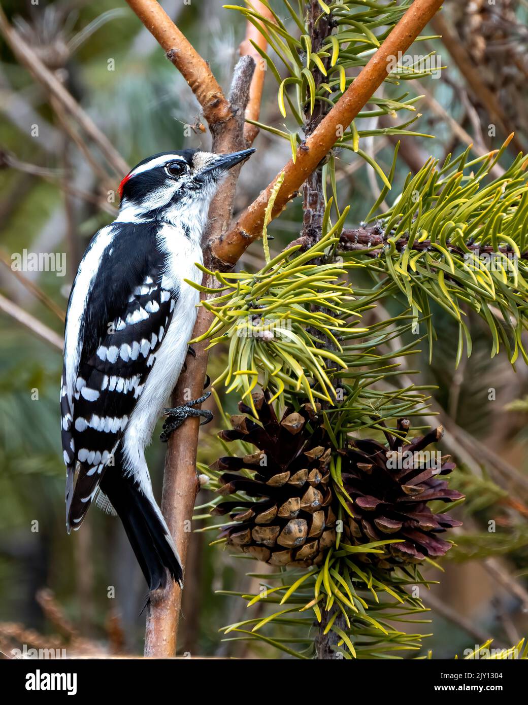 Woodpecker close-up profile view climbing on a pine tree with pine ...