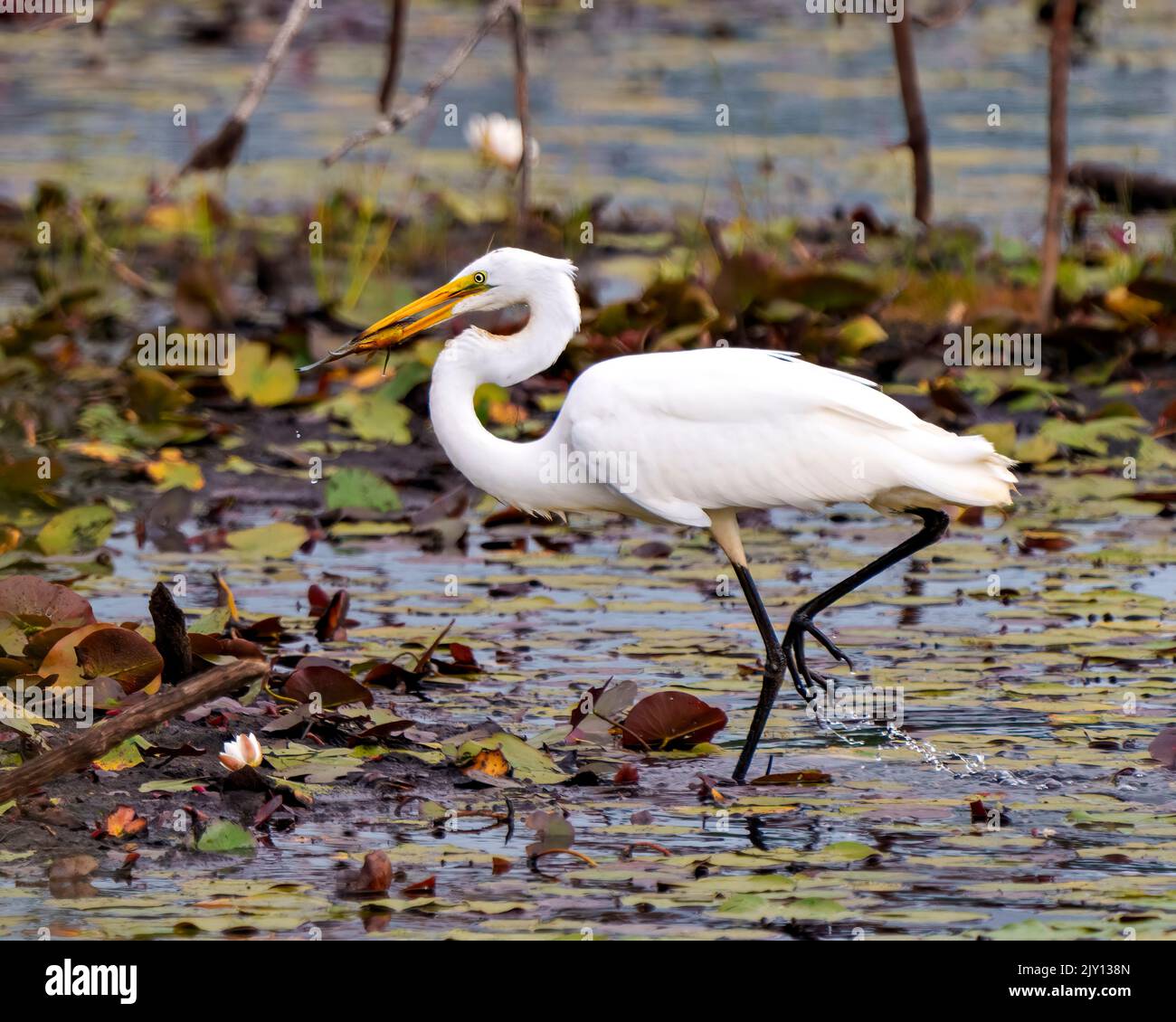 Great White Egret eating a fish with blur foliage background in its ...
